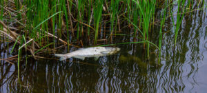 Effects of Low Dissolved Oxygen in Water - AlpHa Measure